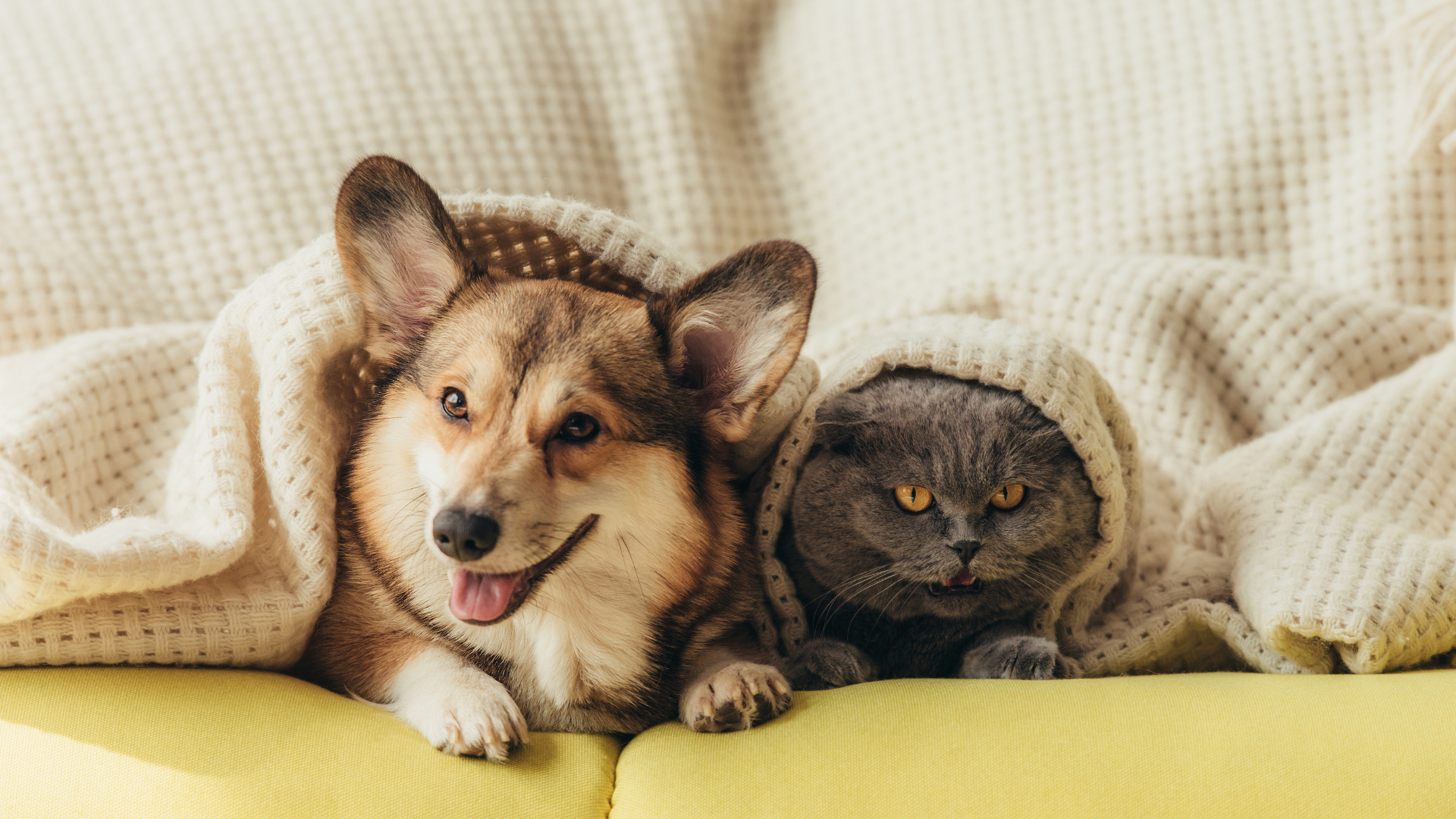 Perfect Press® Pets: Health Benefits for Our Furry Friends – Activation ...